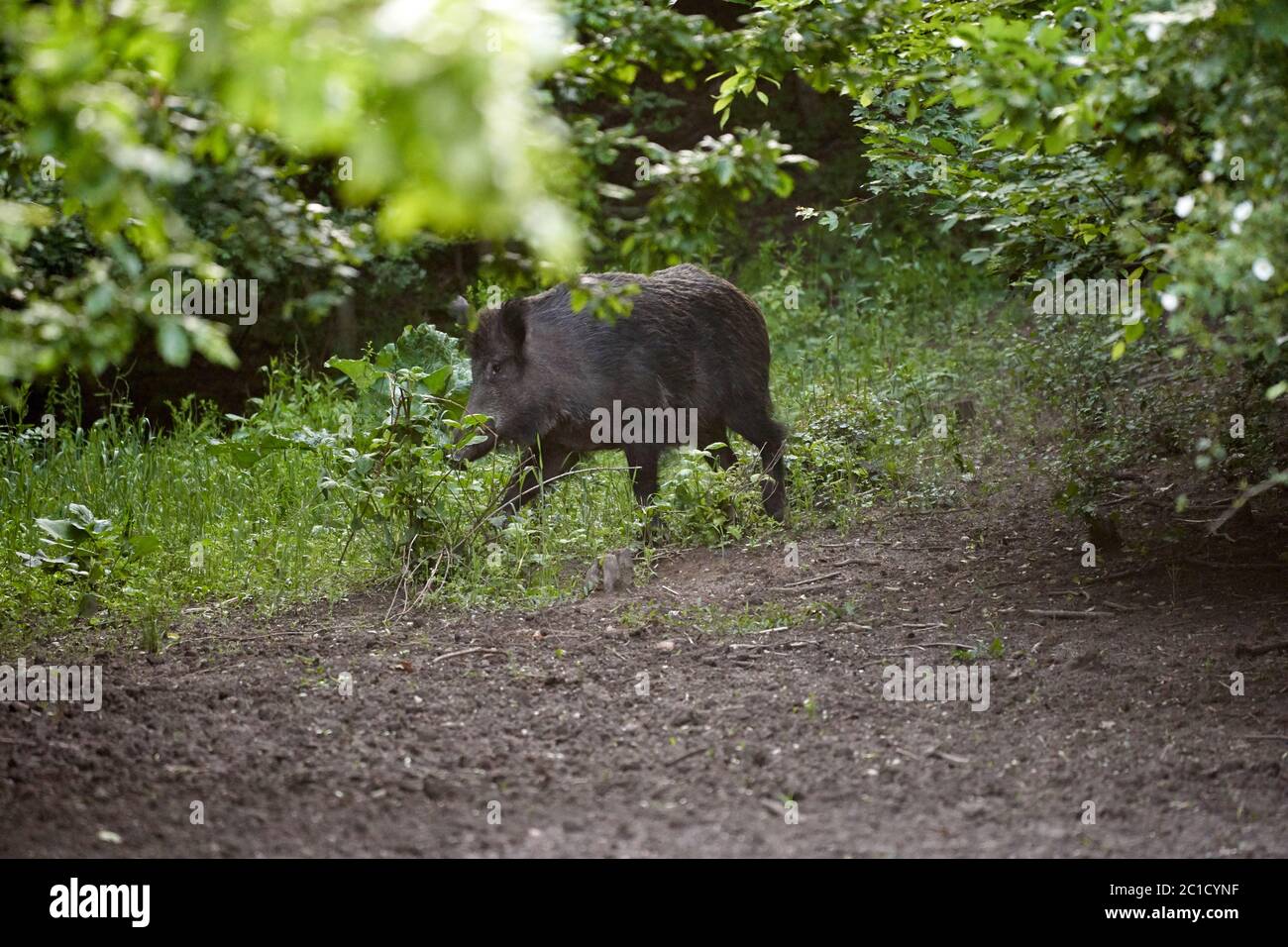 Big adult wild boar at the edge of the forest Stock Photo - Alamy