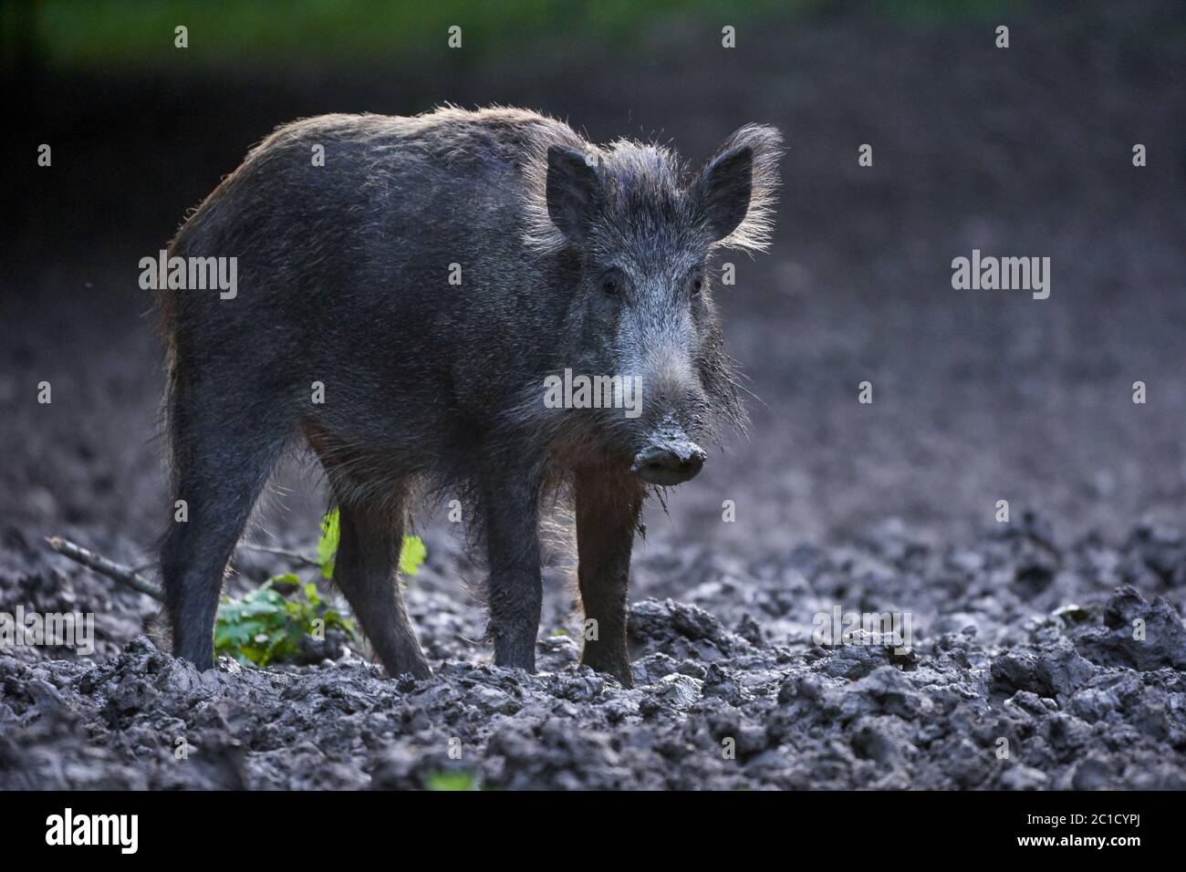 Large adult boar (male wild hog) in the forest Stock Photo - Alamy