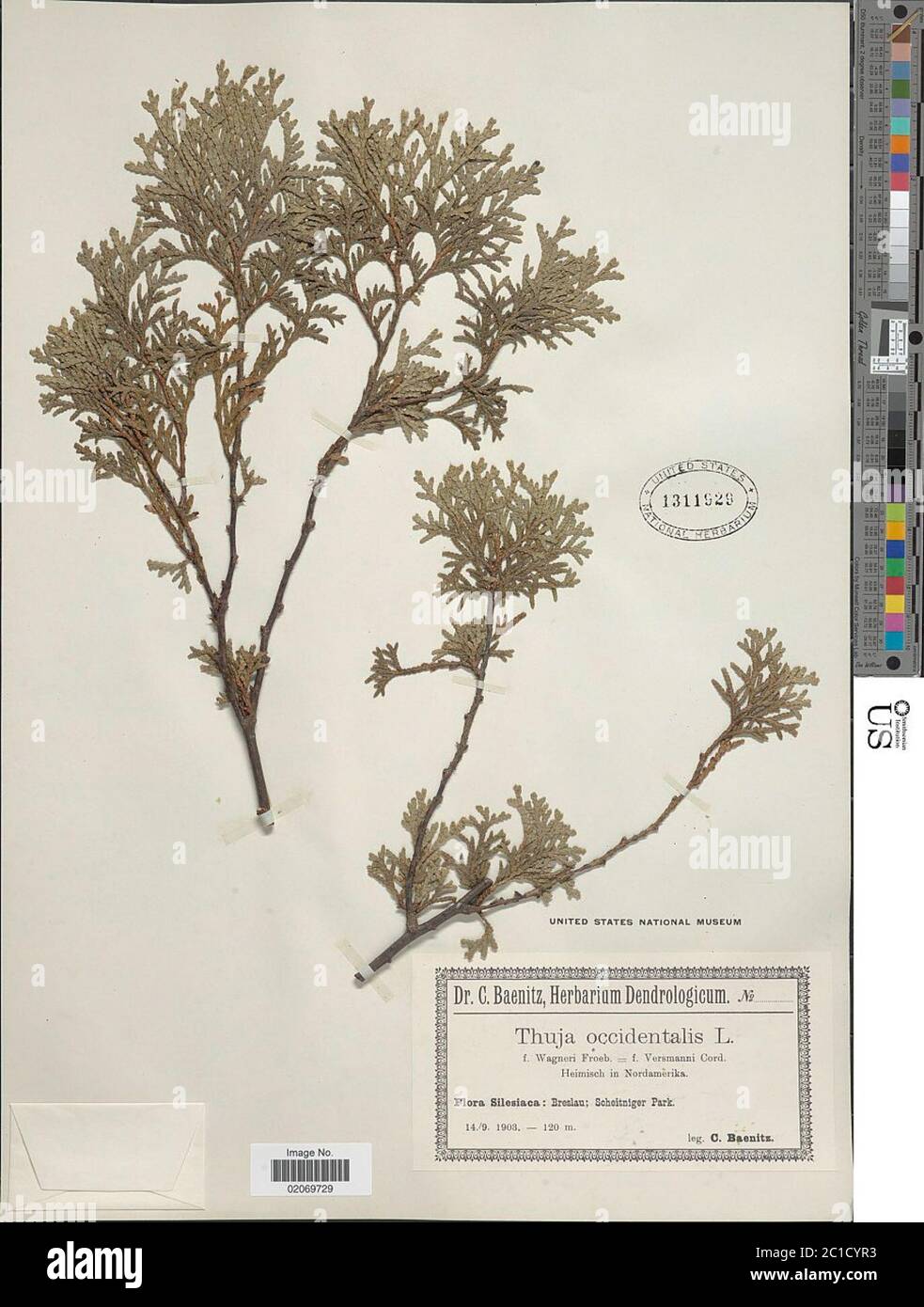 Thuja occidentalis L Thuja occidentalis L Stock Photo - Alamy