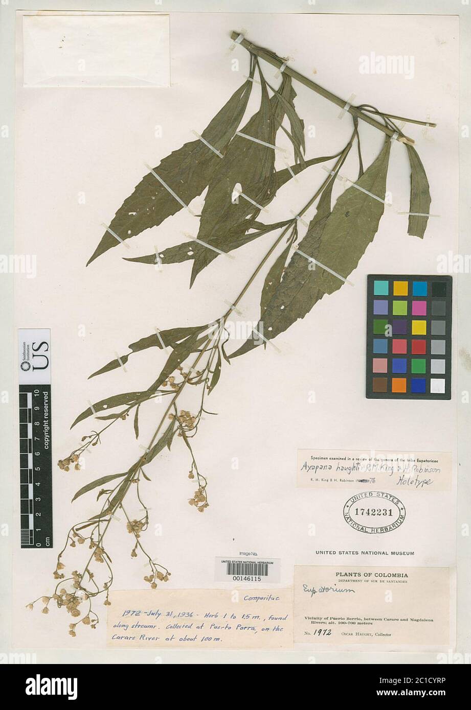 Ayapana hi-res stock photography and images - Alamy