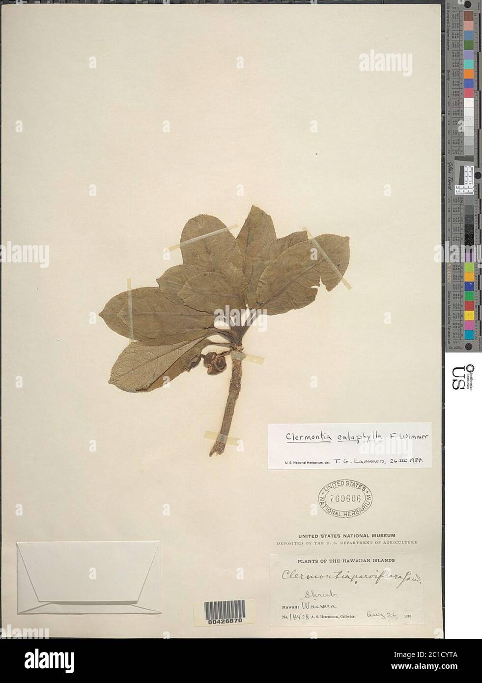 Clermontia calophylla Clermontia calophylla Stock Photo - Alamy