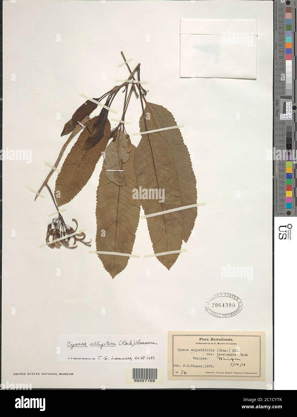 Cyanea elliptica Rock Lammers Cyanea elliptica Rock Lammers Stock Photo ...