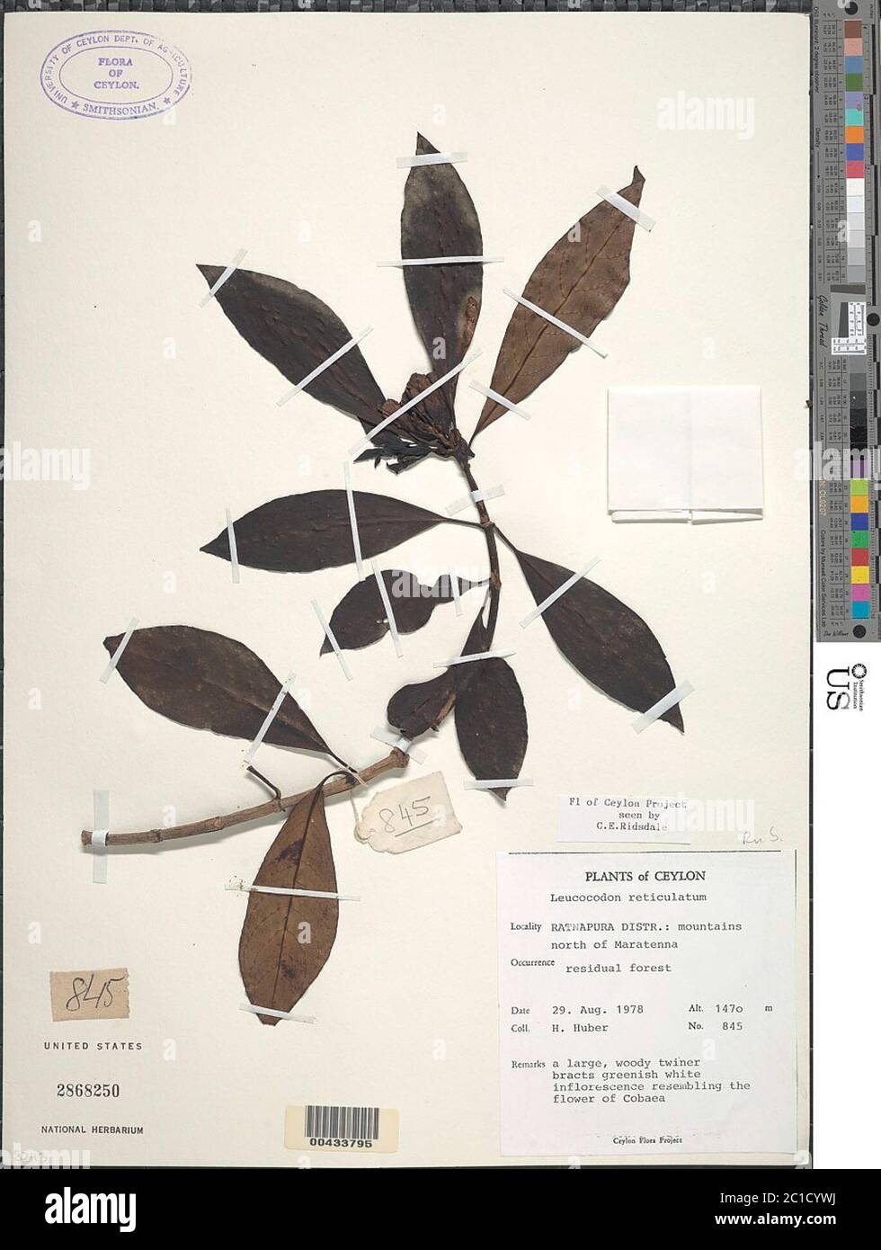 Leucocodon reticulatum Gardner Leucocodon reticulatum Gardner Stock ...