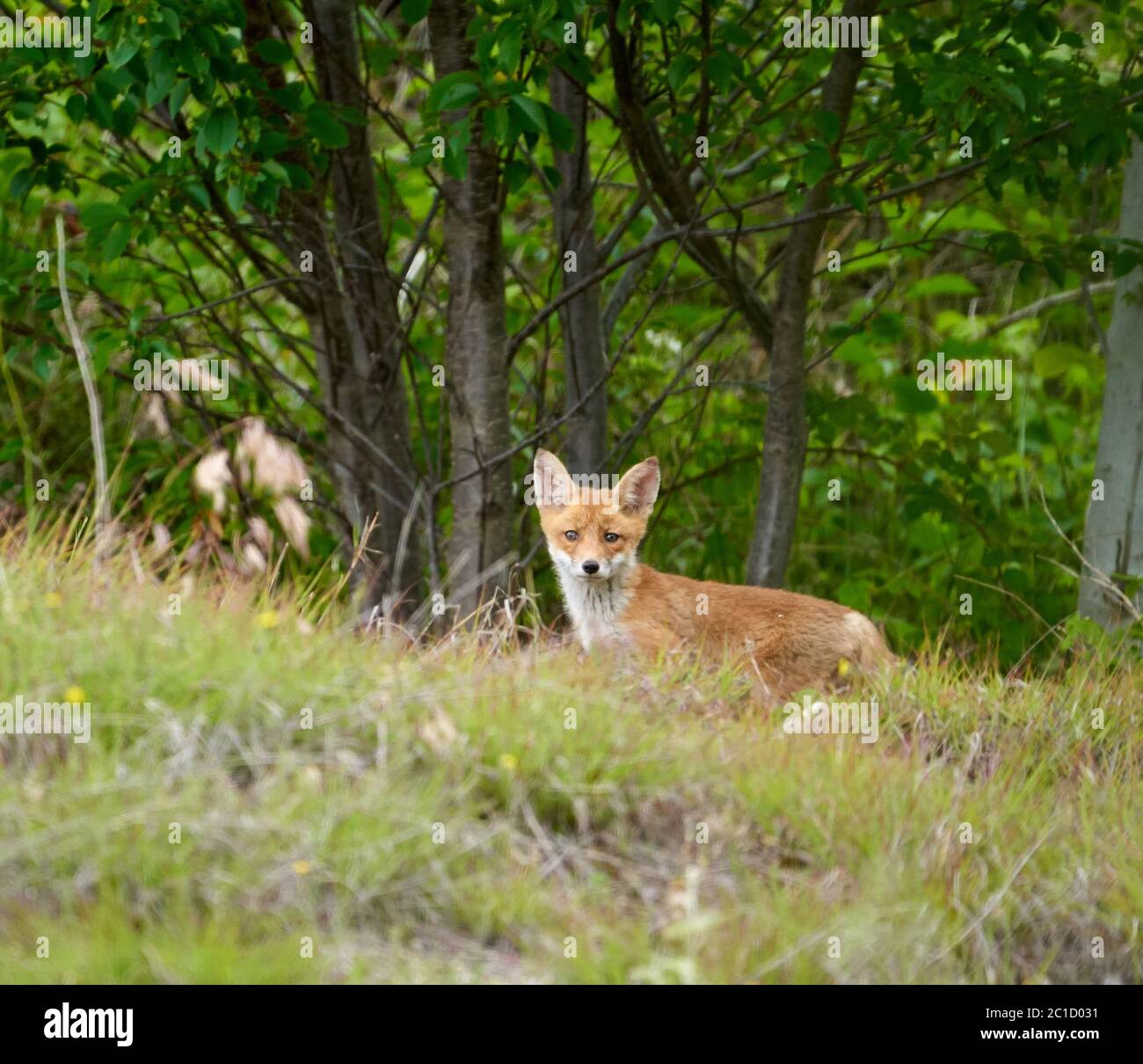 Fox cubs playing around their den Stock Photo - Alamy