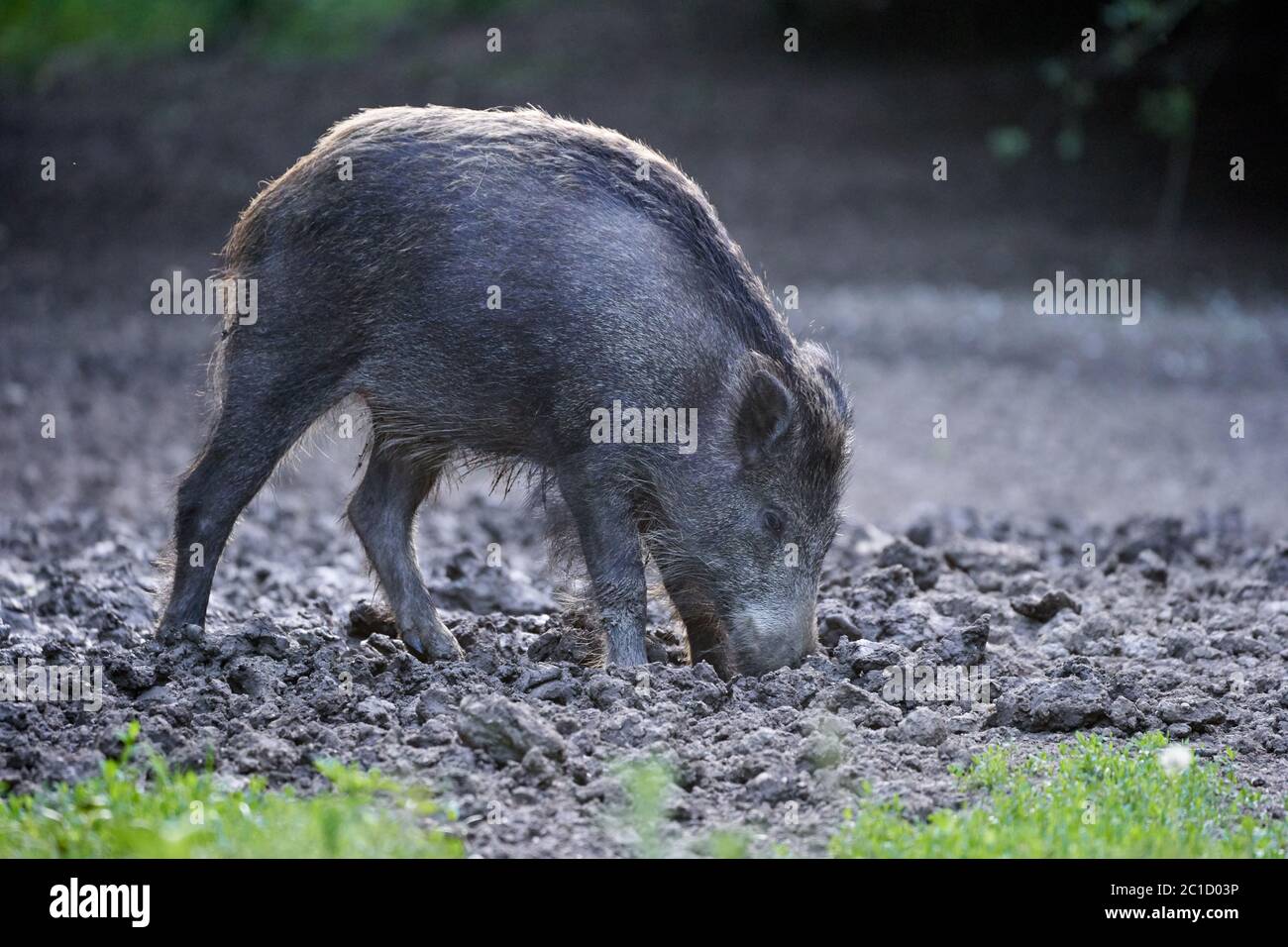Large adult boar (male wild hog) in the forest Stock Photo - Alamy