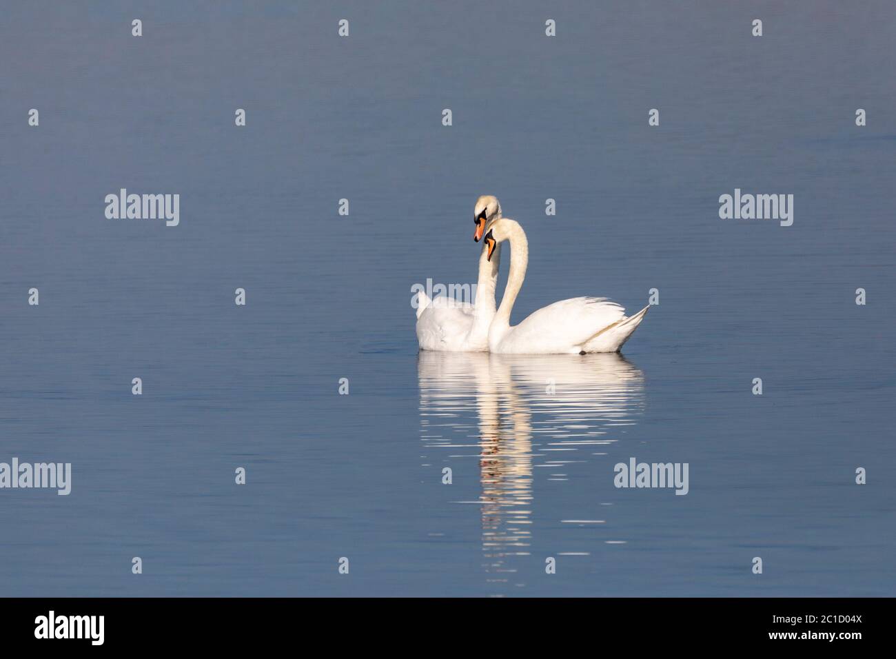 Mute Swan, (Cygnus olor), UK - pair of mated swans on a lake facing ...