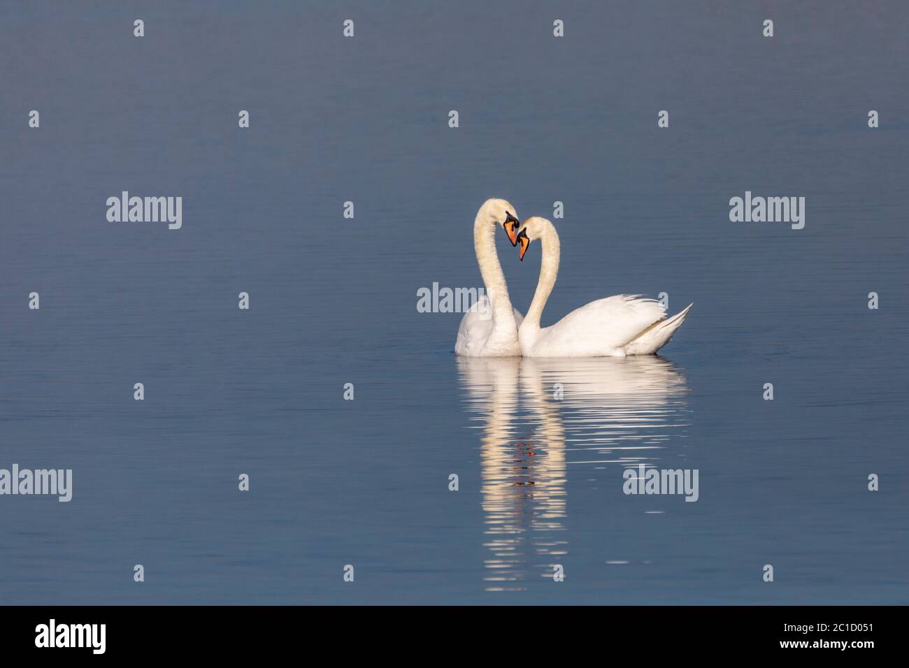 Mute Swan, (Cygnus olor), UK - pair of mated swans on a lake facing ...