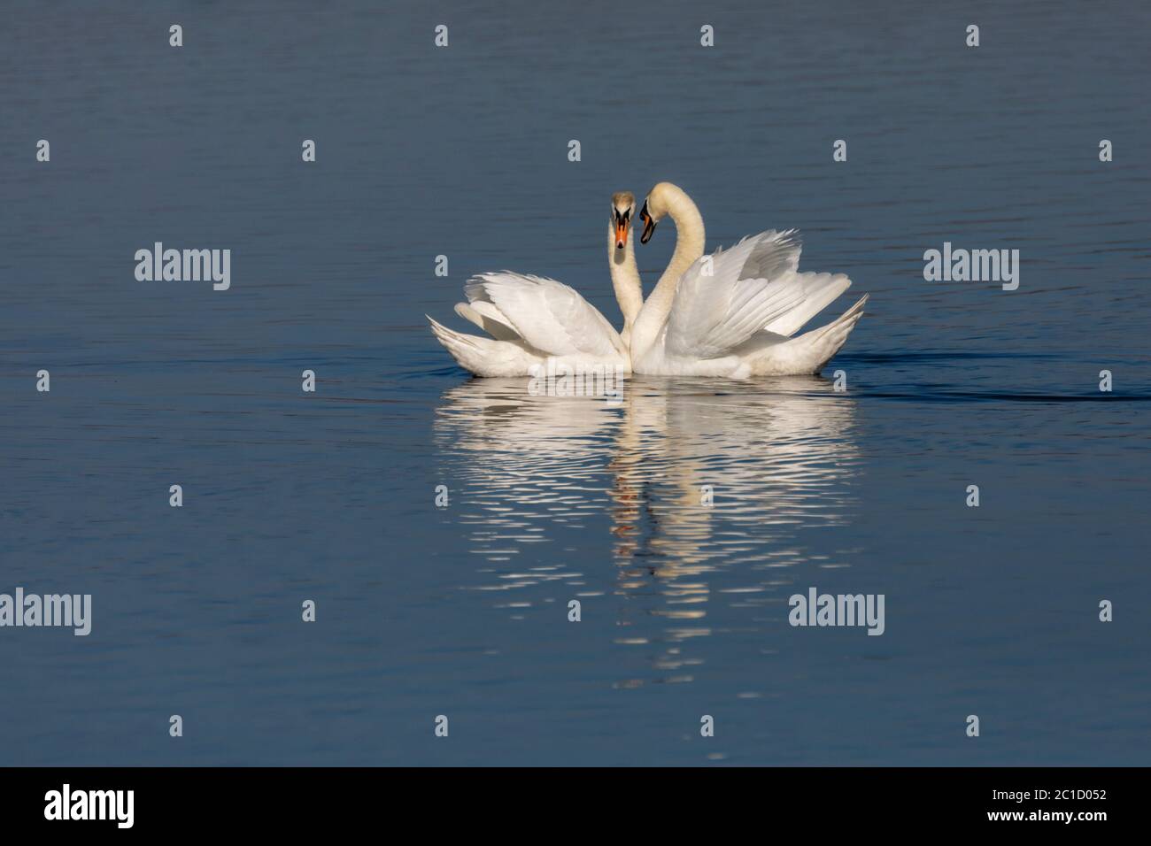 Two swans facing each other hi-res stock photography and images - Alamy