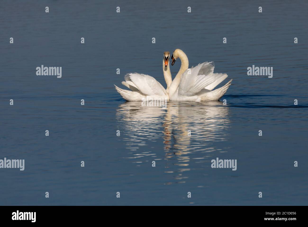 Two swans facing each other hi-res stock photography and images - Alamy