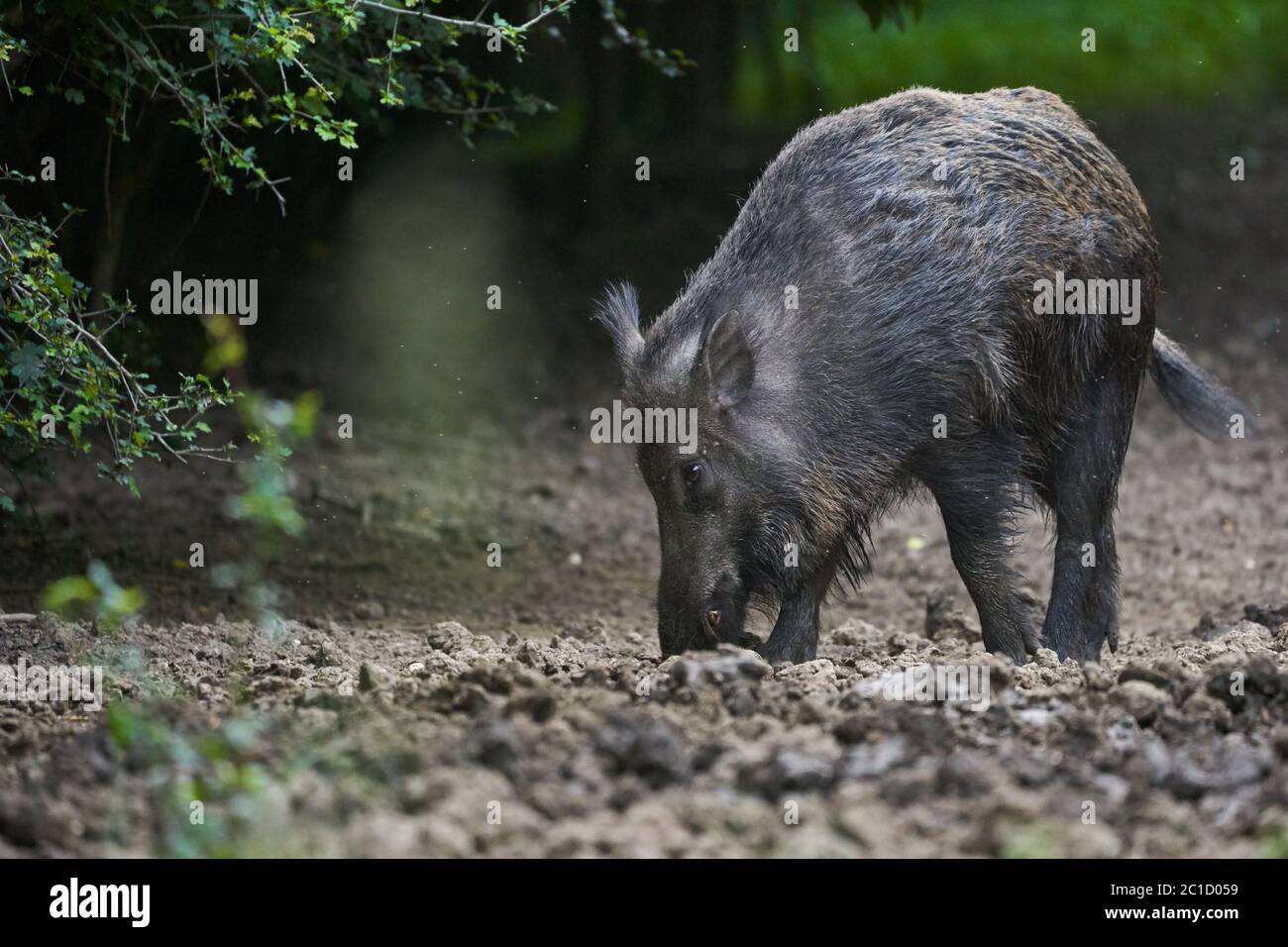 Large adult boar (male wild hog) in the forest Stock Photo - Alamy