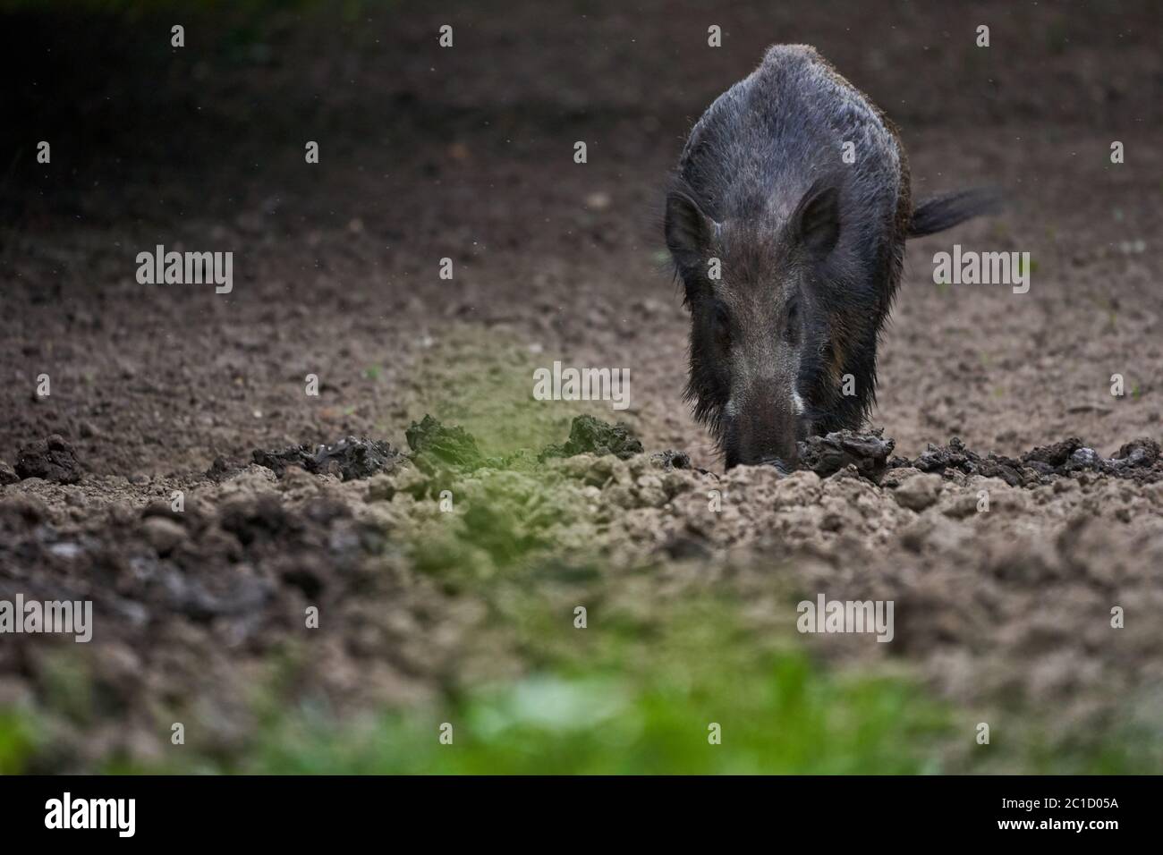 Large adult boar (male wild hog) in the forest Stock Photo - Alamy