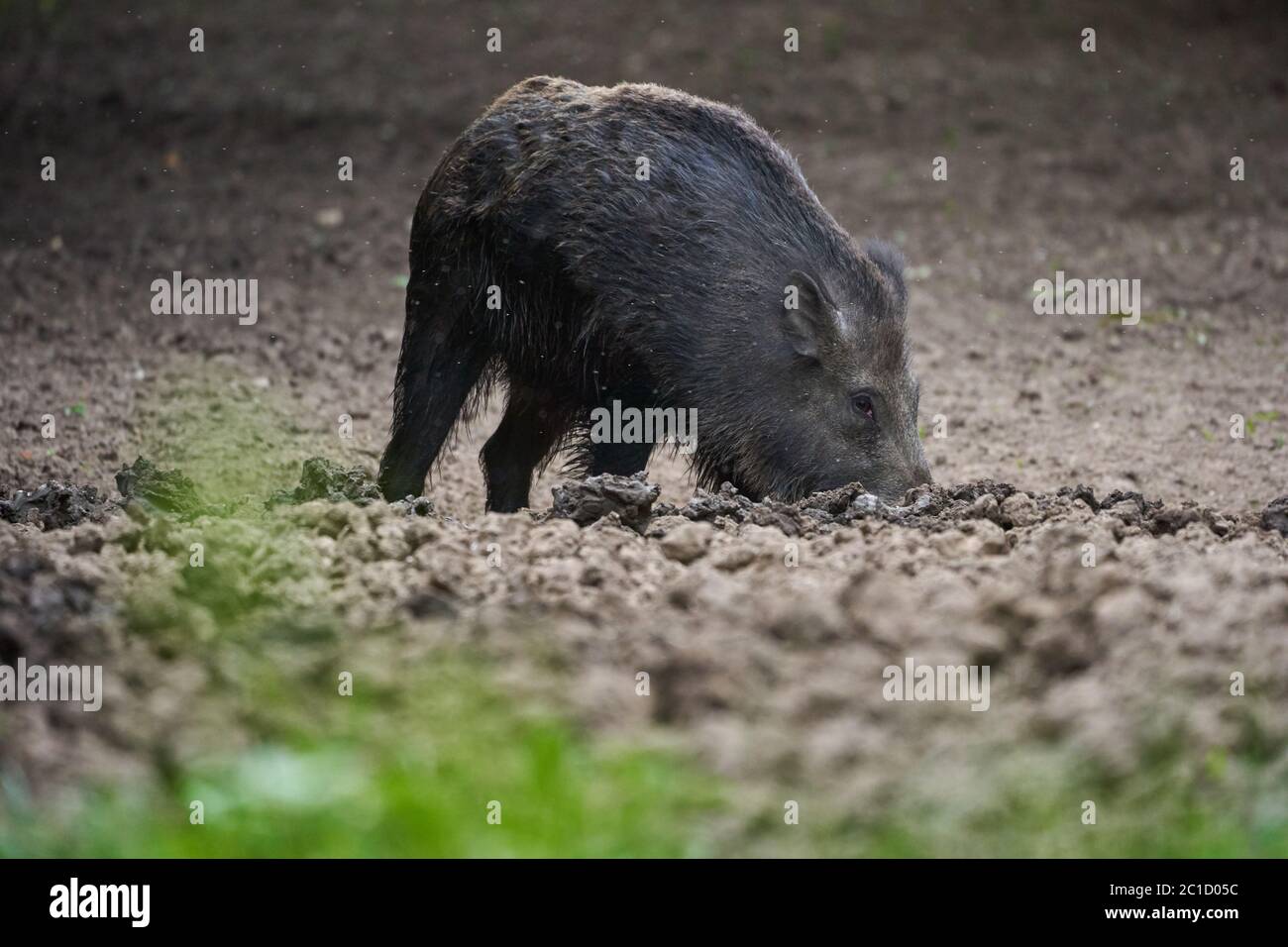 Large adult boar (male wild hog) in the forest Stock Photo - Alamy