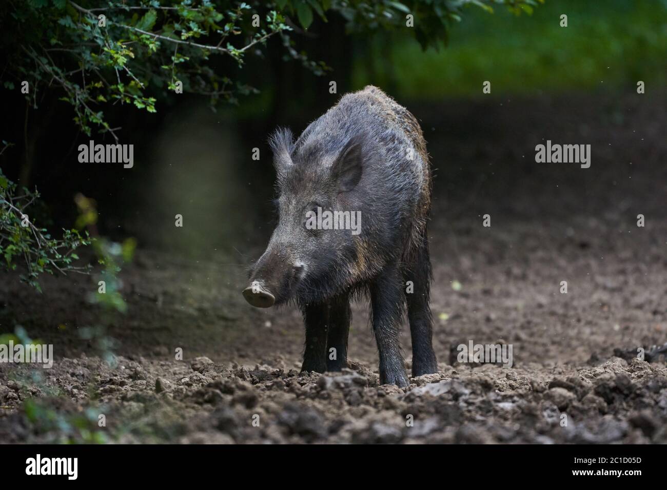 Large adult boar (male wild hog) in the forest Stock Photo - Alamy