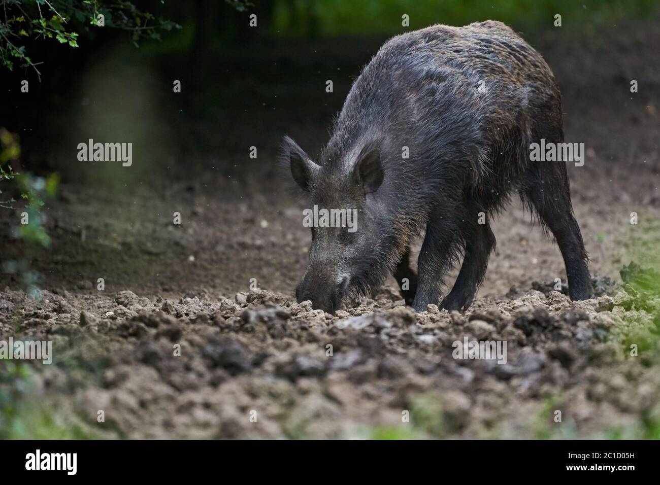 Large adult boar (male wild hog) in the forest Stock Photo - Alamy