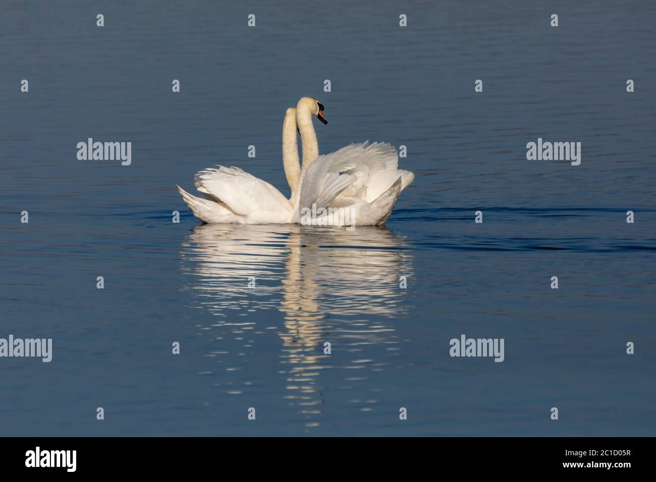 Two swans facing each other hi-res stock photography and images - Alamy