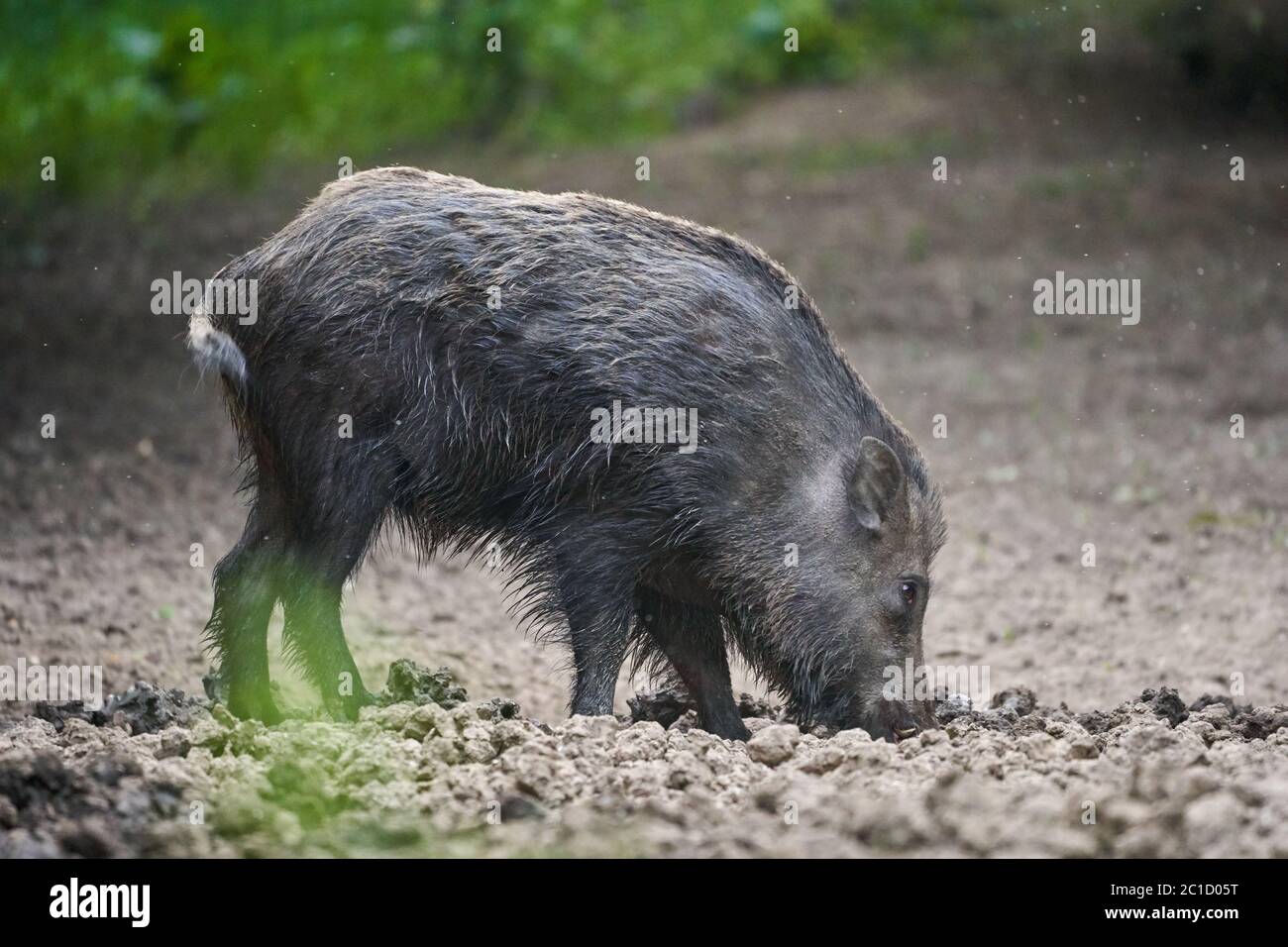 Huge male wild boar hi-res stock photography and images - Alamy