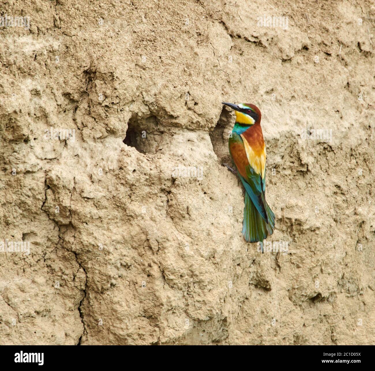 European bee-eater at her nest in the river bank Stock Photo - Alamy