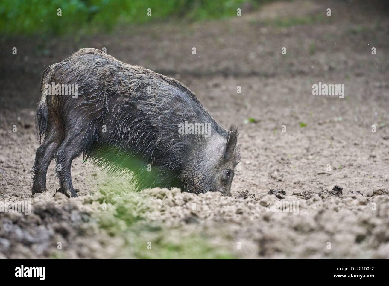 Large adult boar (male wild hog) in the forest Stock Photo - Alamy