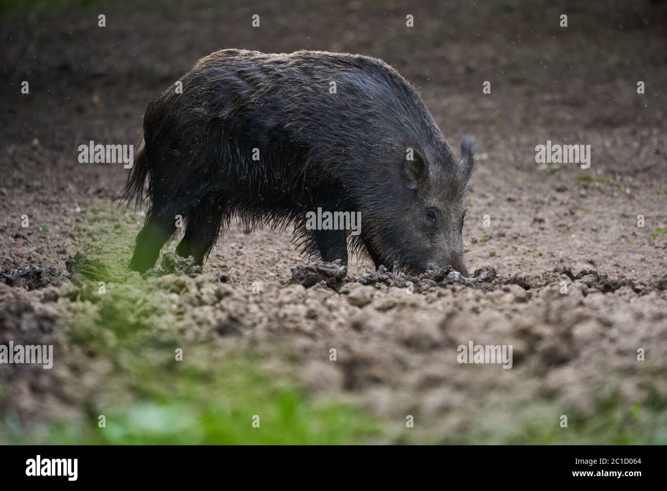 Huge boar in forest hi-res stock photography and images - Alamy