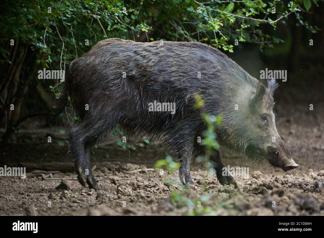 Large adult boar (male wild hog) in the forest Stock Photo - Alamy