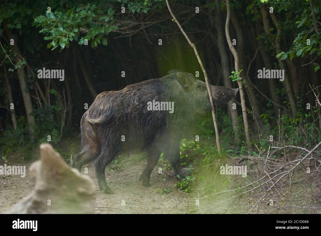 Large adult boar (male wild hog) in the forest Stock Photo - Alamy