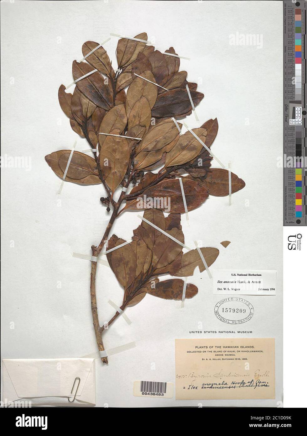 Ilex anomala Hook Arn Ilex anomala Hook Arn Stock Photo - Alamy