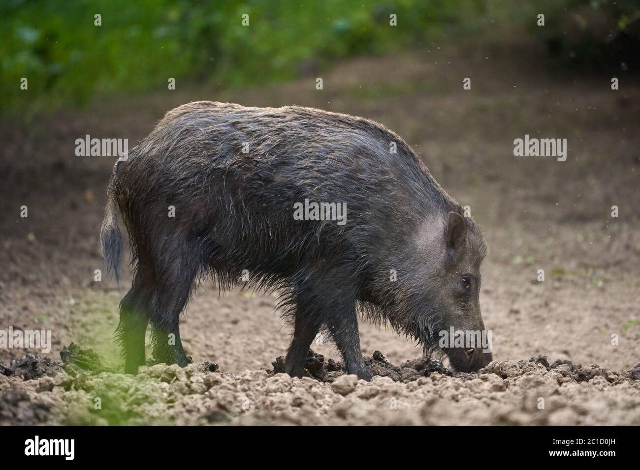 Large adult boar (male wild hog) in the forest Stock Photo - Alamy