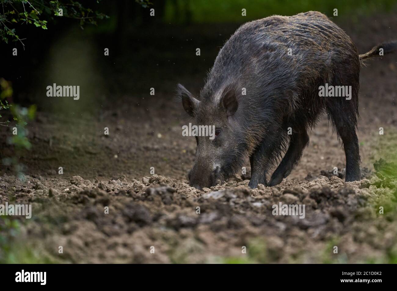 Large adult boar (male wild hog) in the forest Stock Photo - Alamy