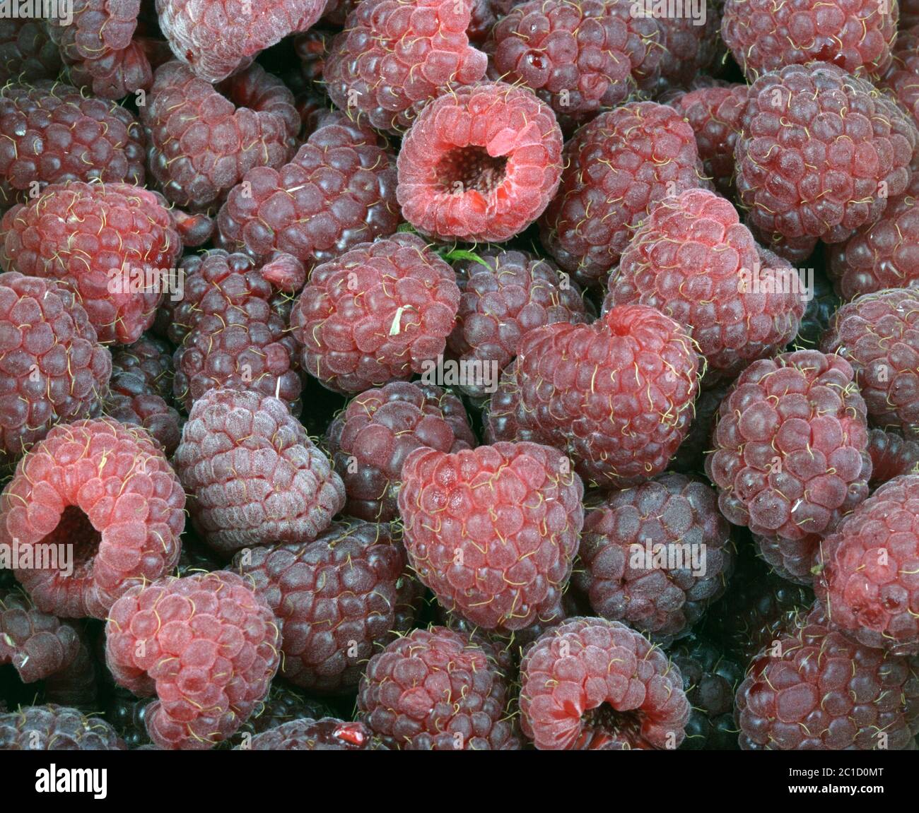 many raspberry at day Stock Photo - Alamy
