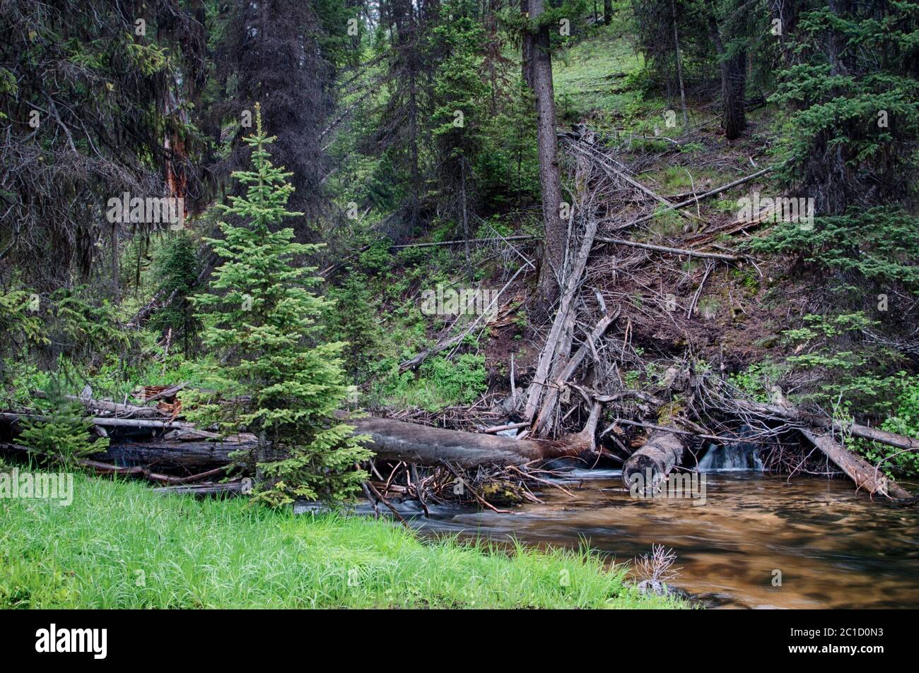 Old rotting trees fallen down the side of the hill and into the slow ...