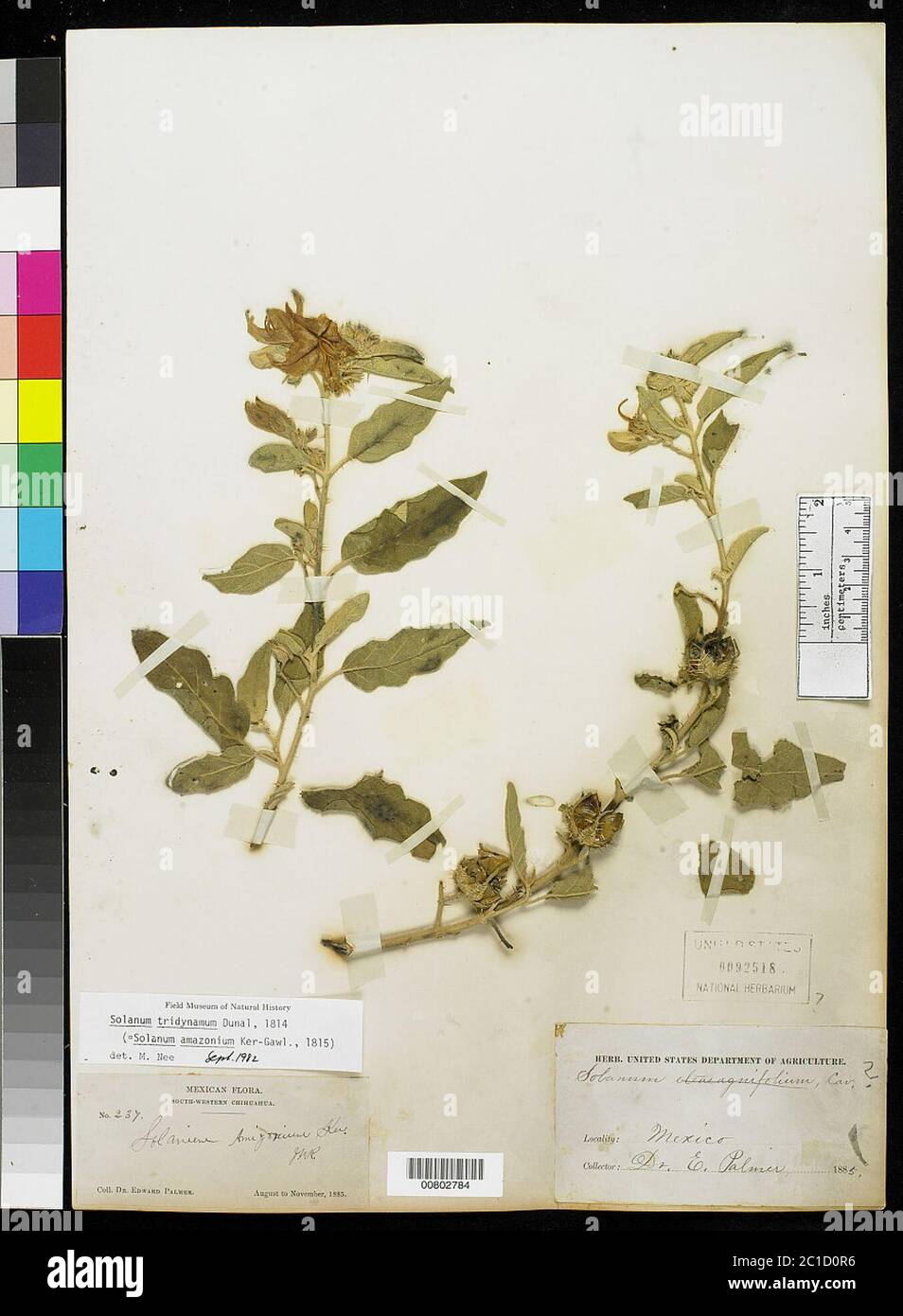 Solanum tridynamum Dunal Solanum tridynamum Dunal Stock Photo - Alamy