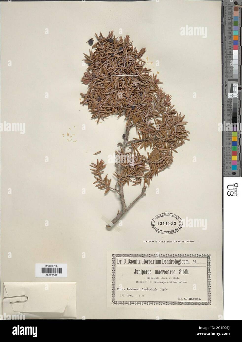 Juniperus macrocarpa Juniperus macrocarpa Stock Photo - Alamy