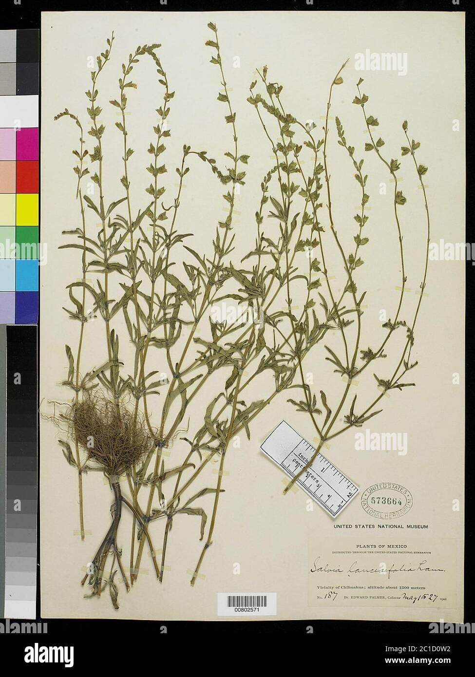 Salvia lanceaefolia Lam Salvia lanceaefolia Lam Stock Photo - Alamy