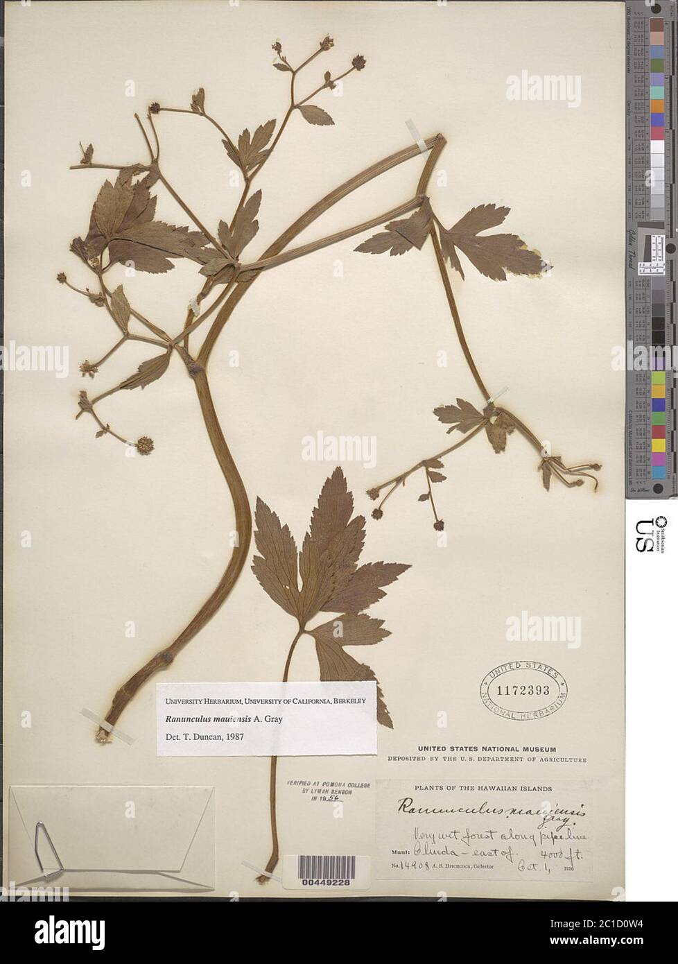 Mauiensis hi-res stock photography and images - Alamy