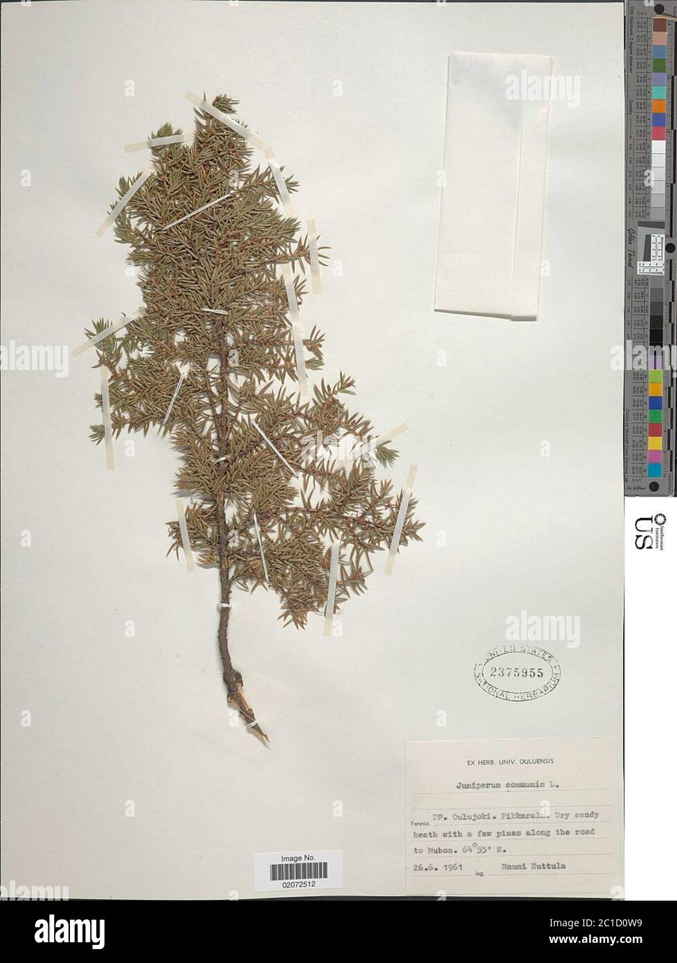 Juniperus communis L Juniperus communis L Stock Photo - Alamy