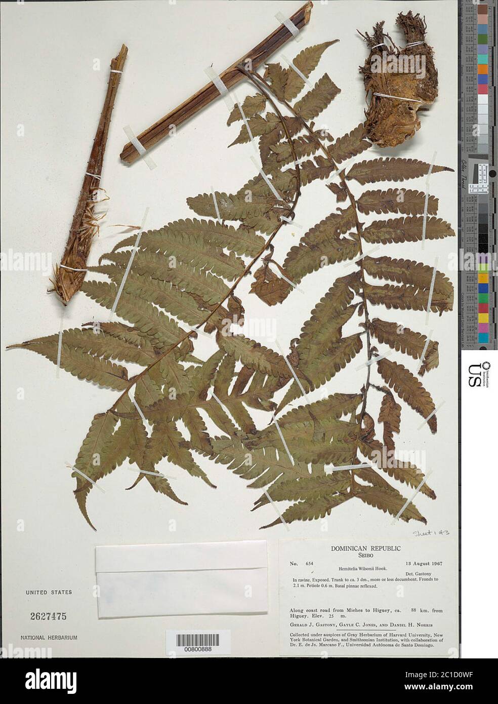 Cyathea horrida hi-res stock photography and images - Alamy