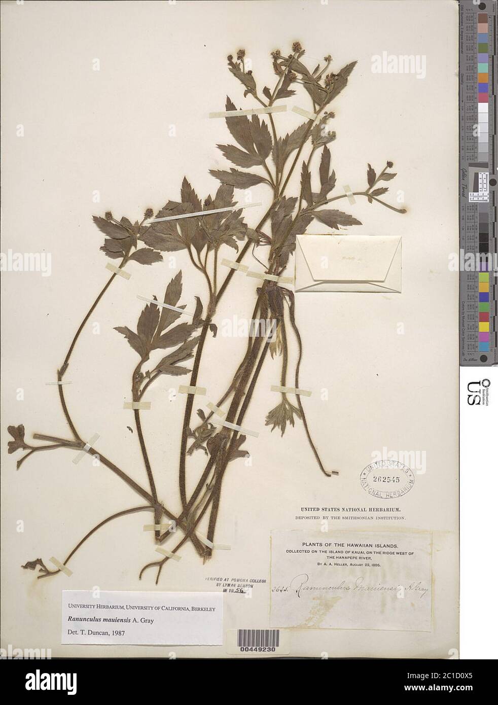 Mauiensis hi-res stock photography and images - Alamy