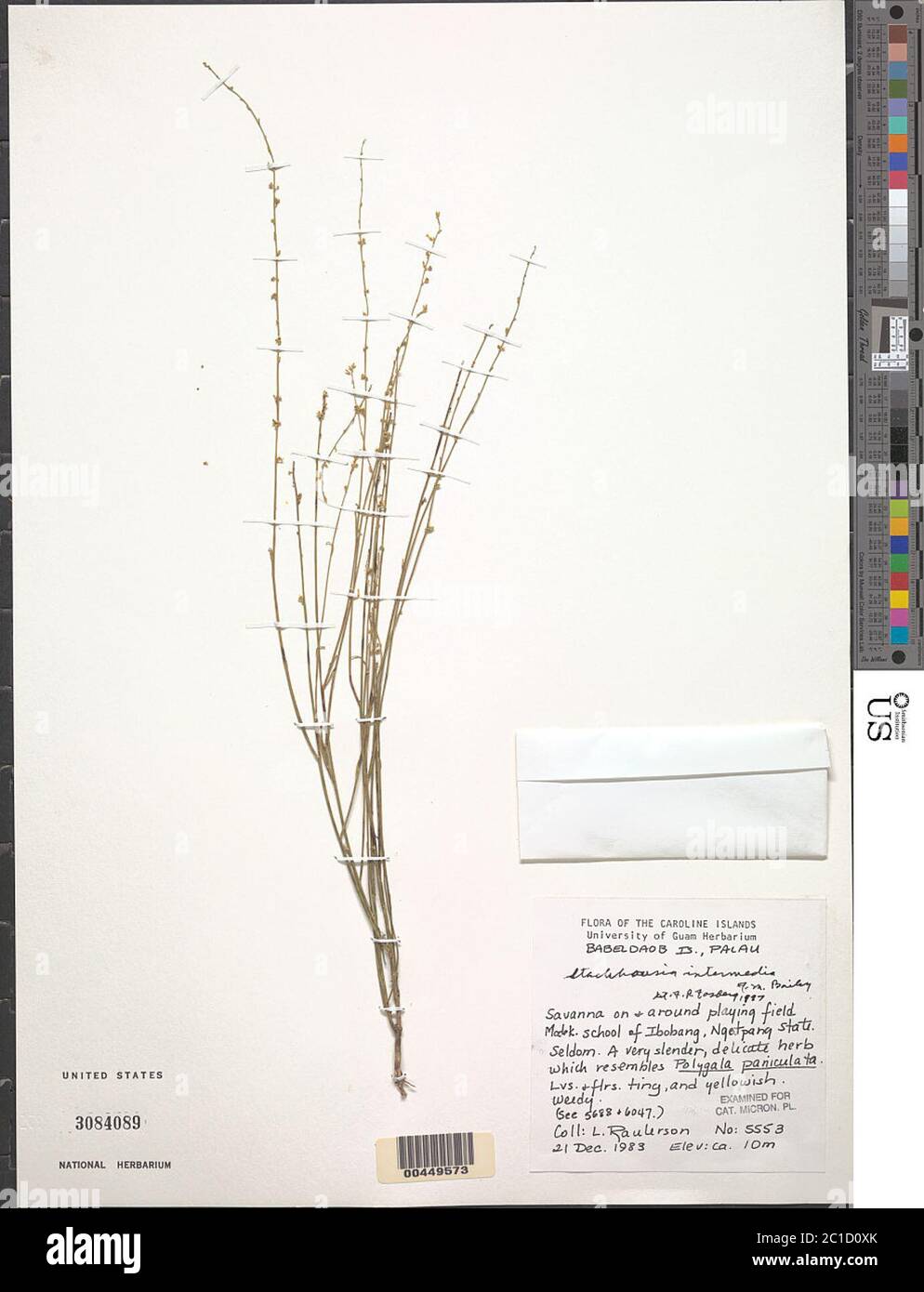 Stackhousia intermedia FM Bailey Stackhousia intermedia FM Bailey Stock ...
