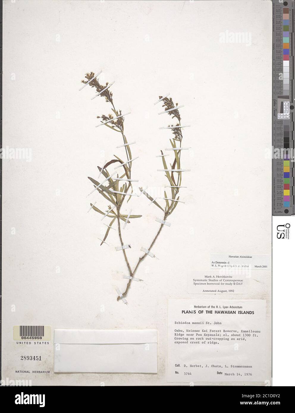 Schiedea hi-res stock photography and images - Alamy