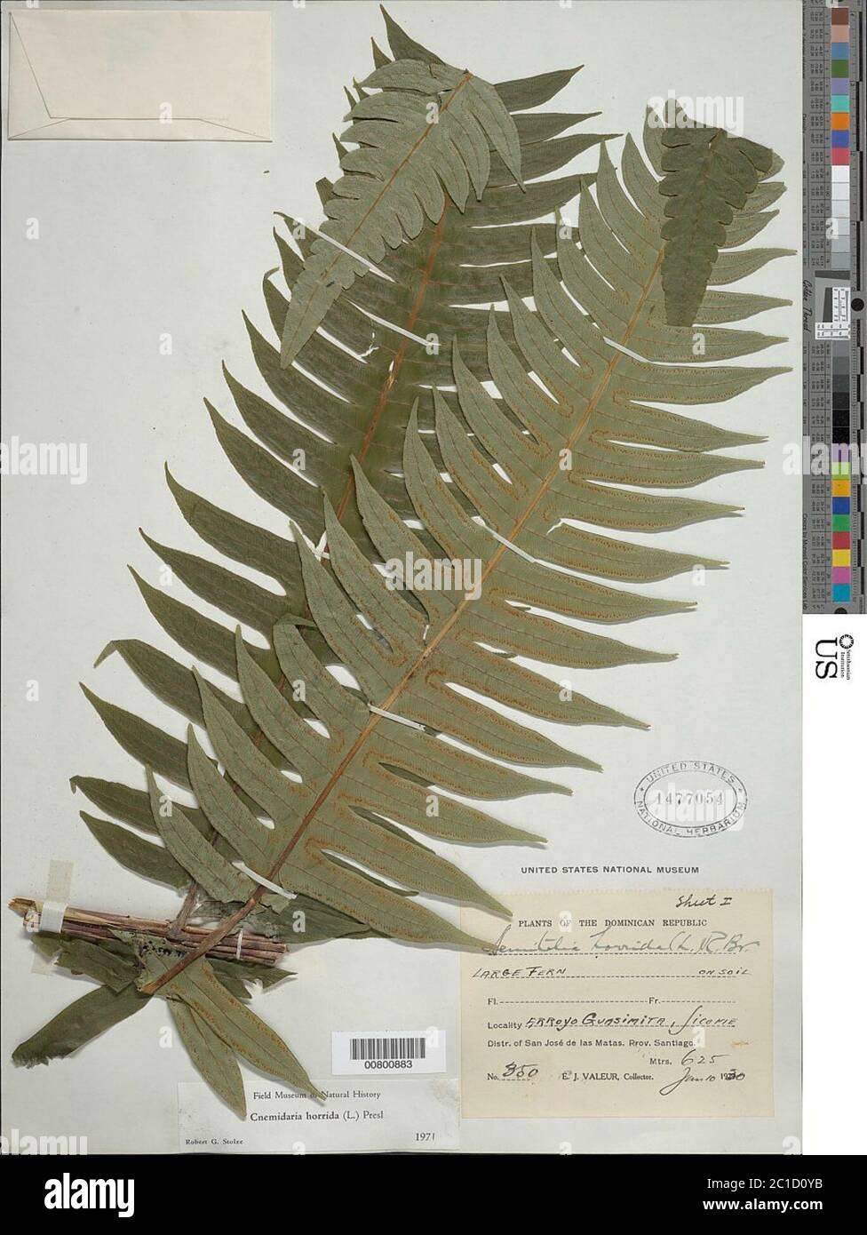 Cyathea horrida L Sm Cyathea horrida L Sm Stock Photo - Alamy