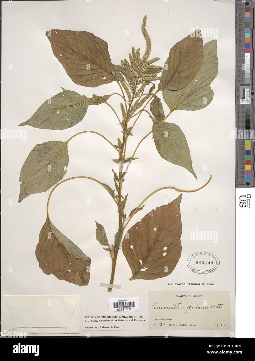 Amaranthus palmeri hi-res stock photography and images - Alamy