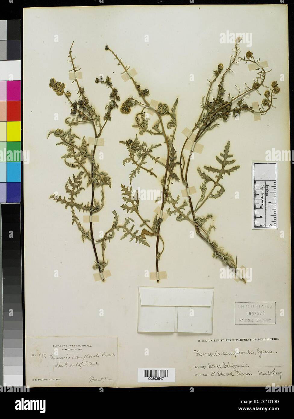 Franseria camphorata Greene Franseria camphorata Greene Stock Photo - Alamy