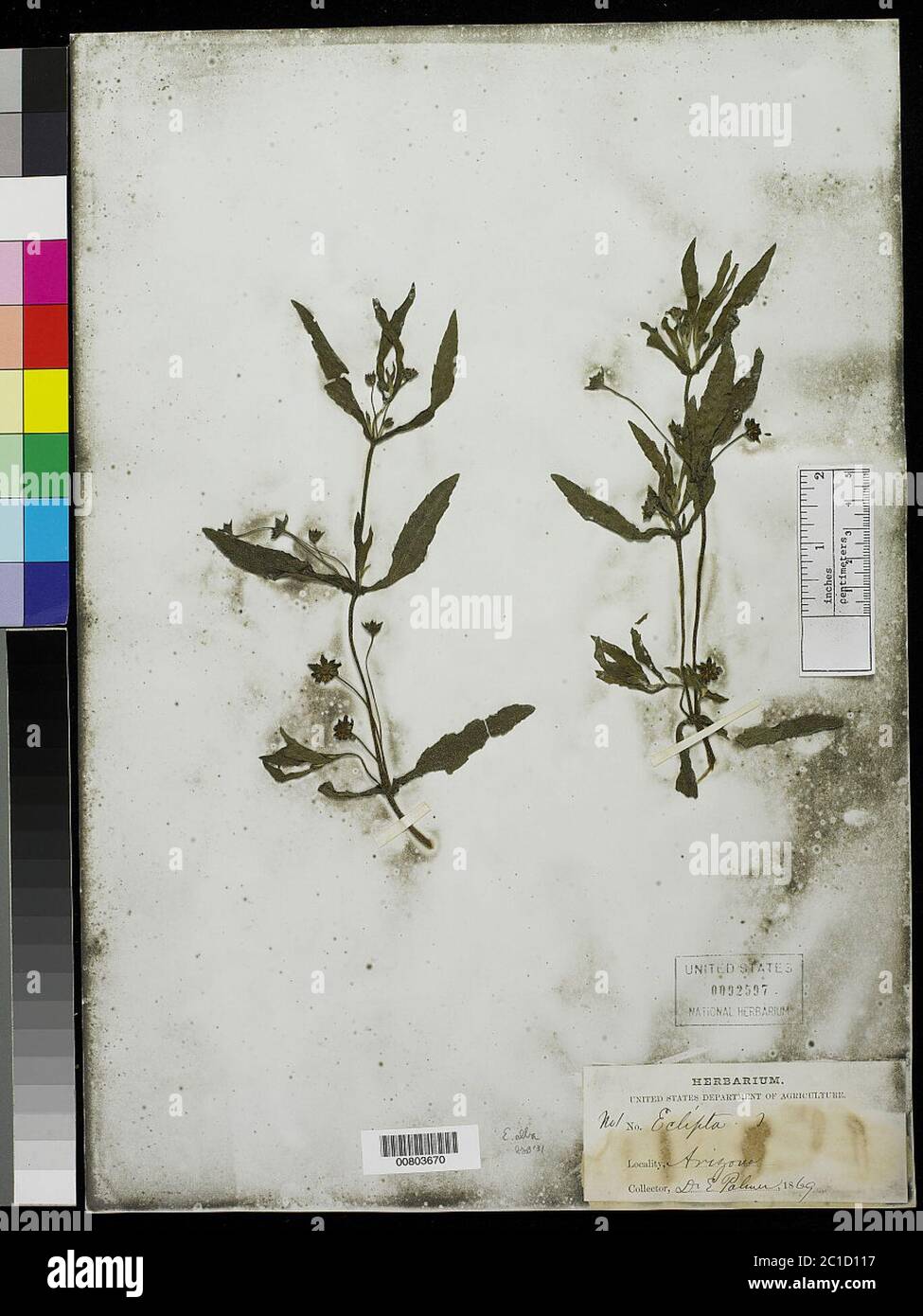 Eclipta alba L Hassk Eclipta alba L Hassk Stock Photo - Alamy