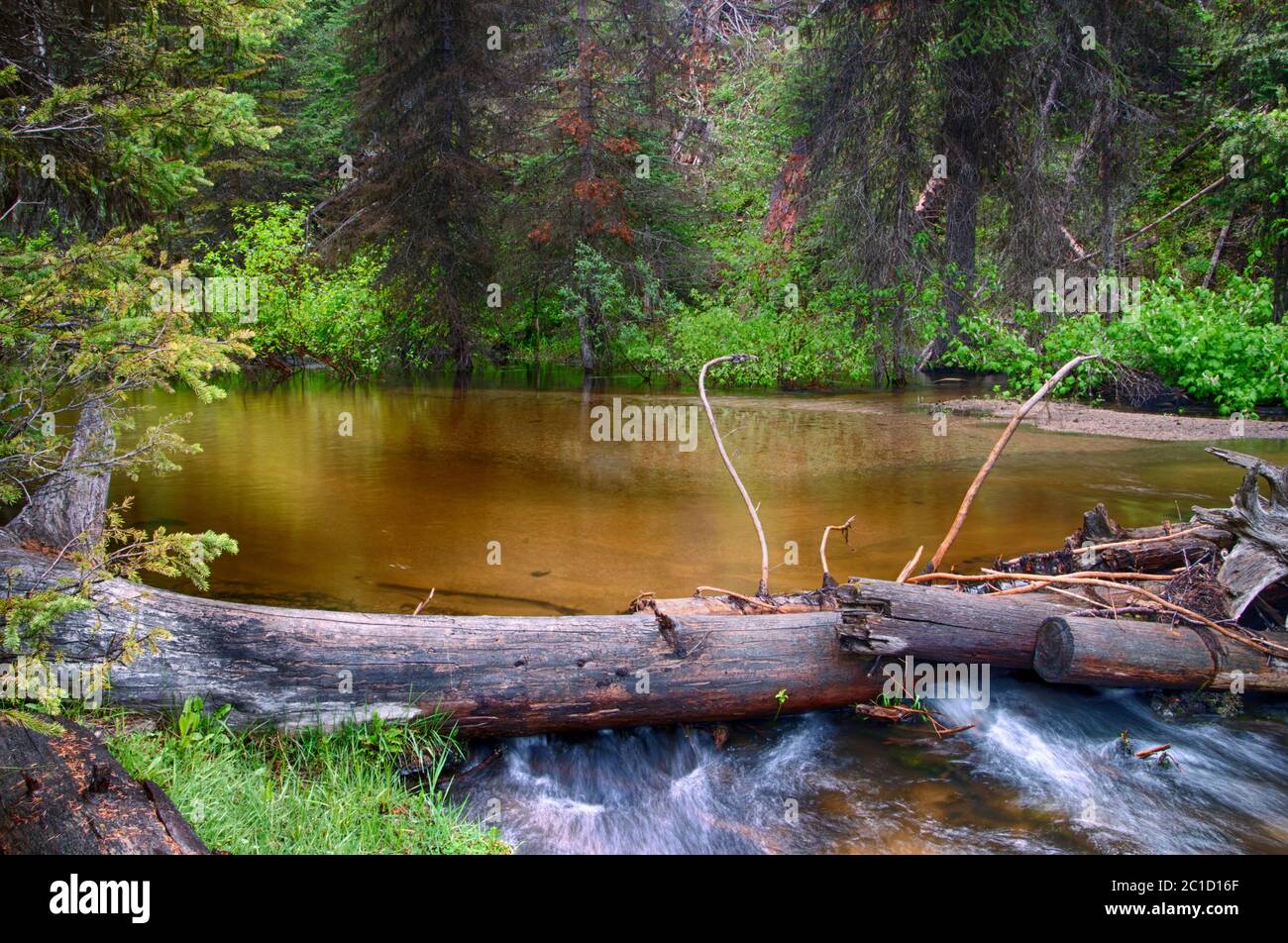 Pool in the forest created by aged cut logs Stock Photo - Alamy