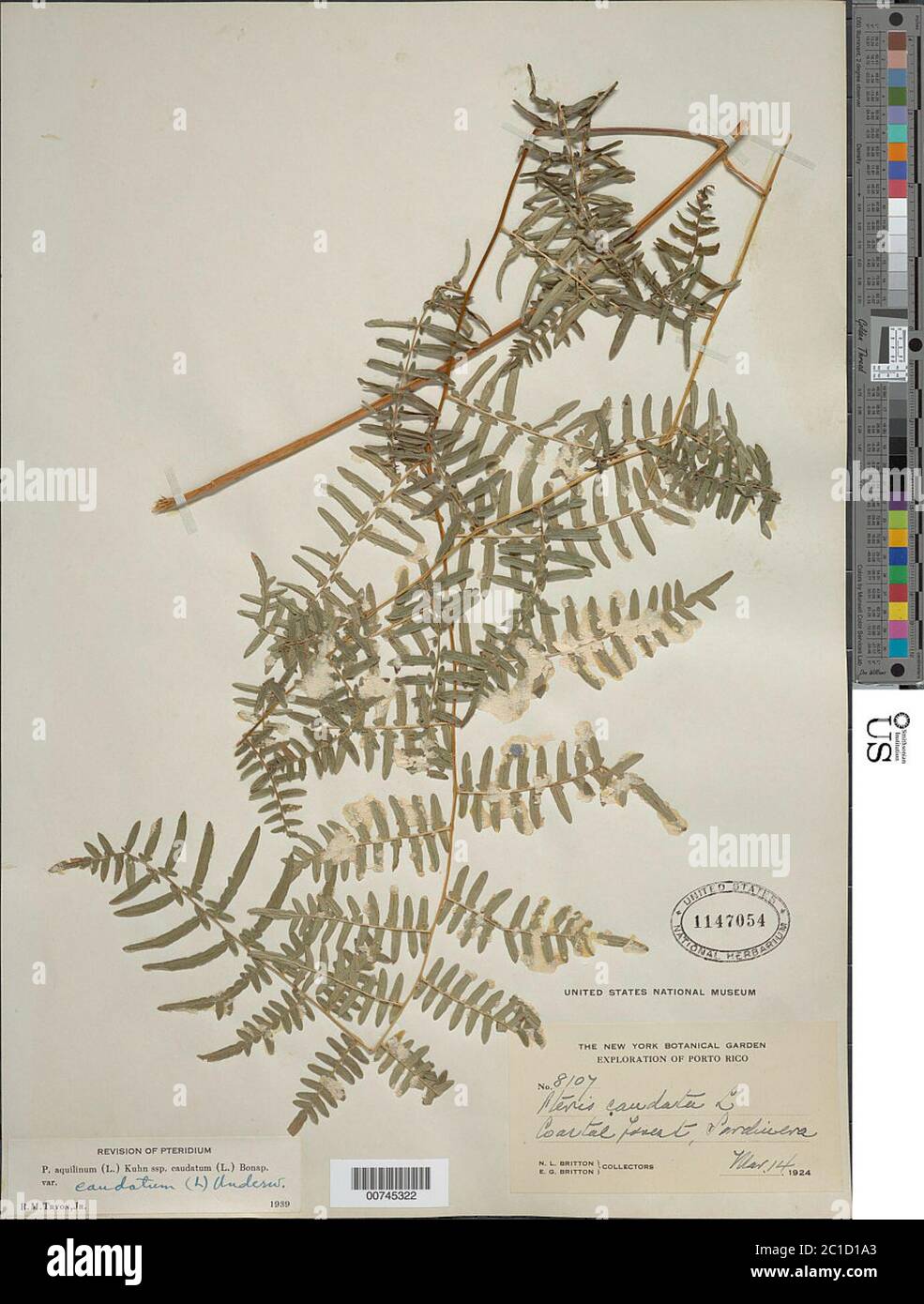 Pteridium caudatum L Maxon Pteridium caudatum L Maxon Stock Photo - Alamy