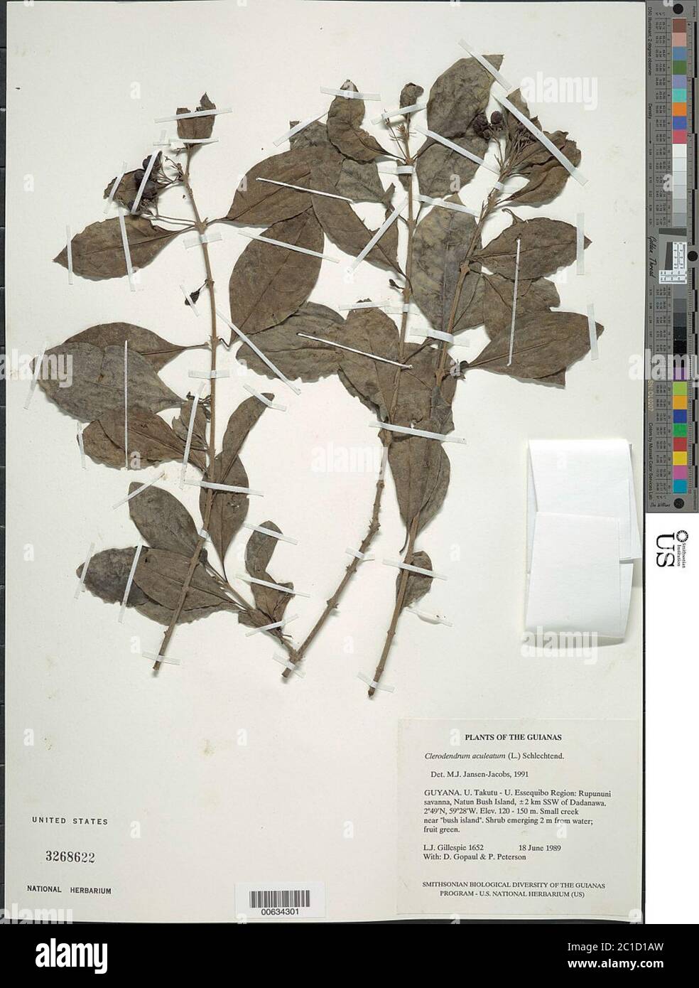 Clerodendrum aculeatum L Schltdl Clerodendrum aculeatum L Schltdl Stock ...
