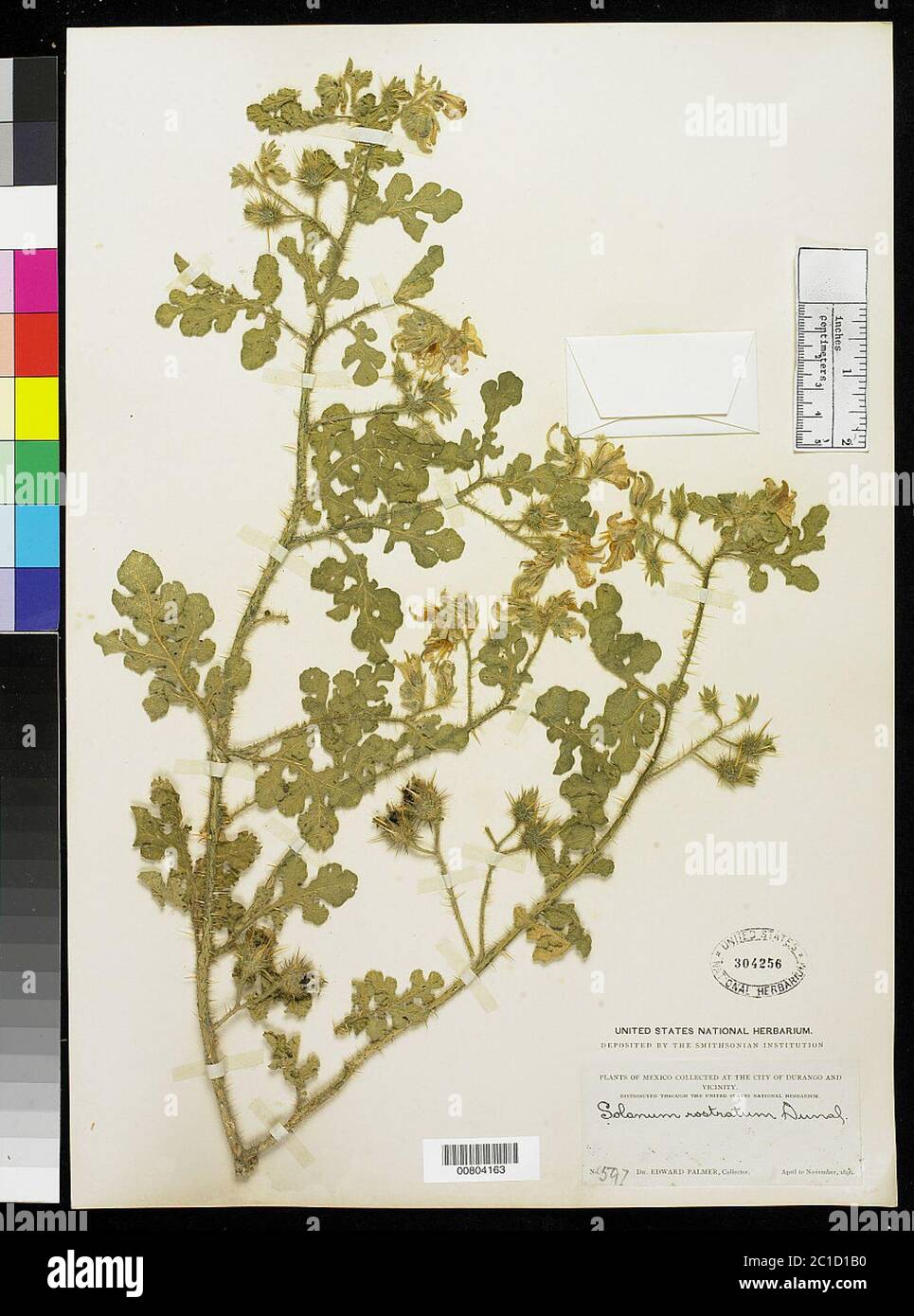 Solanum rostratum Dunal Solanum rostratum Dunal Stock Photo - Alamy