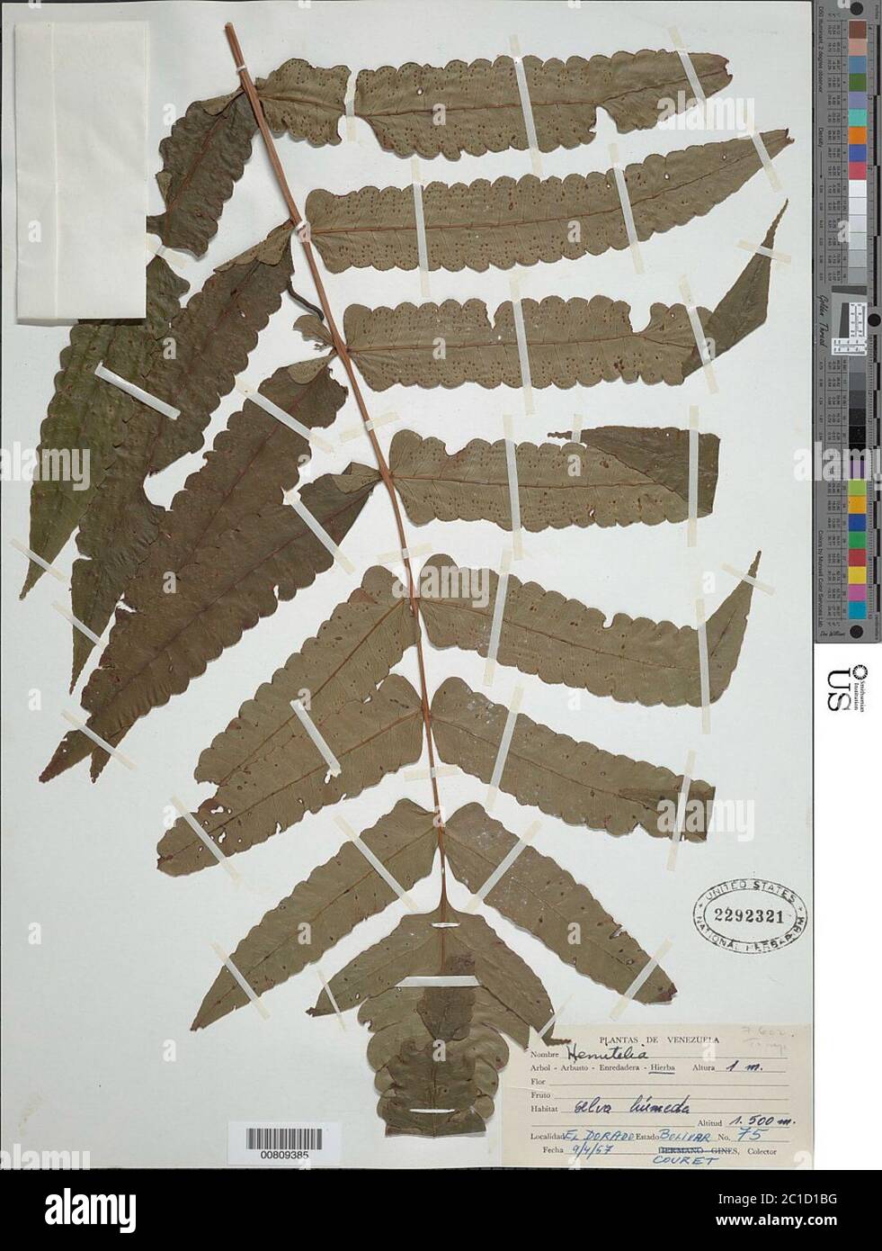 Cyathea sp Cyathea sp Stock Photo - Alamy