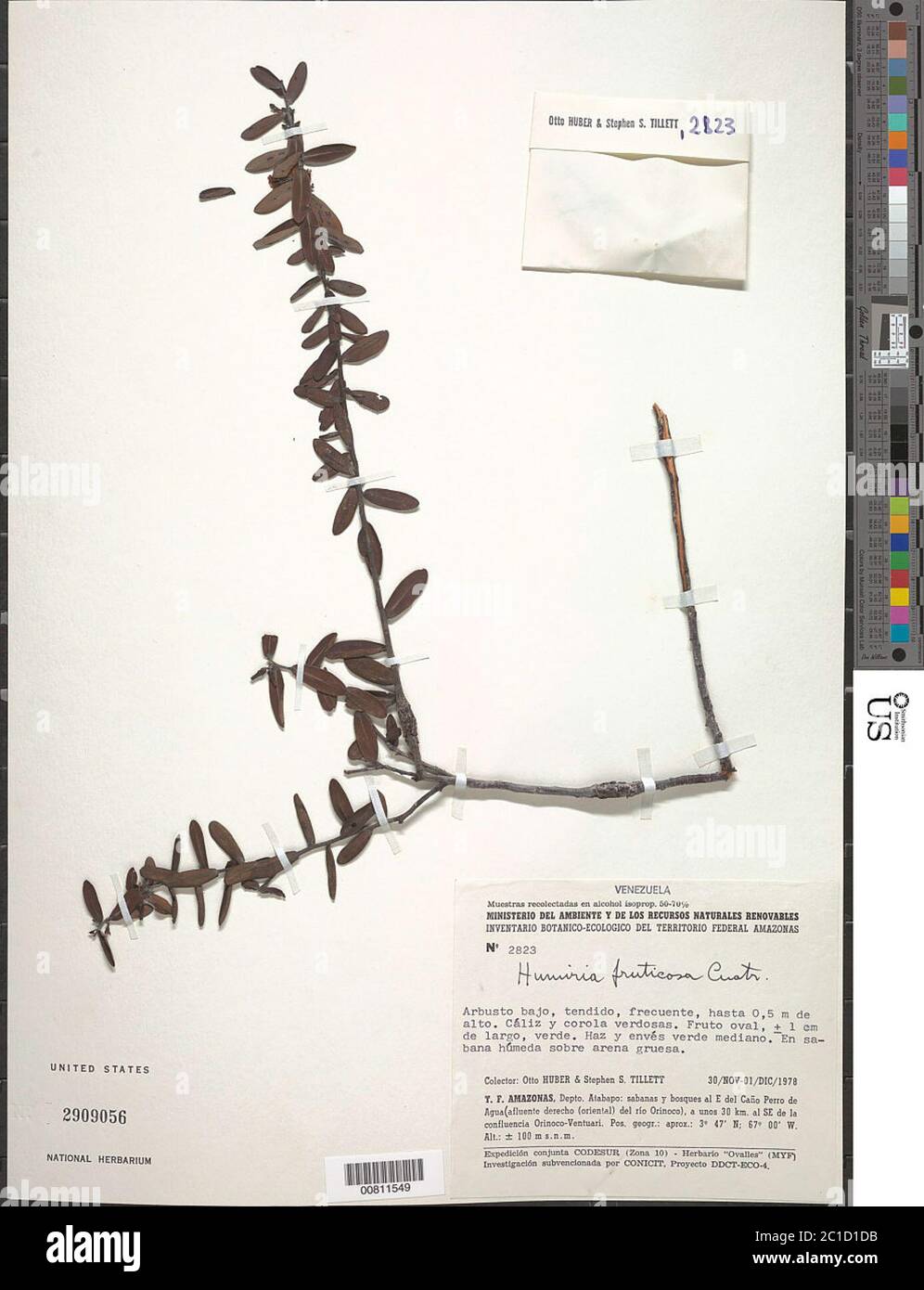 Humiria fruticosa Cuatrec Humiria fruticosa Cuatrec Stock Photo - Alamy