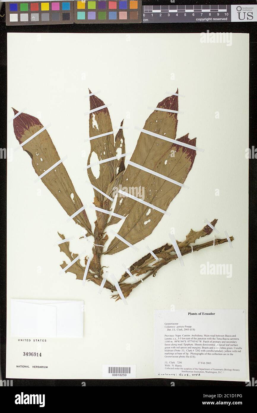 Columnea guttata Poepp Columnea guttata Poepp Stock Photo - Alamy